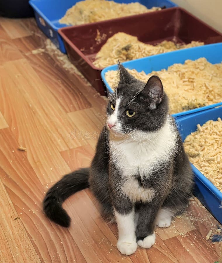 Cat next to the toilets stock image. Image of toilets - 37561605