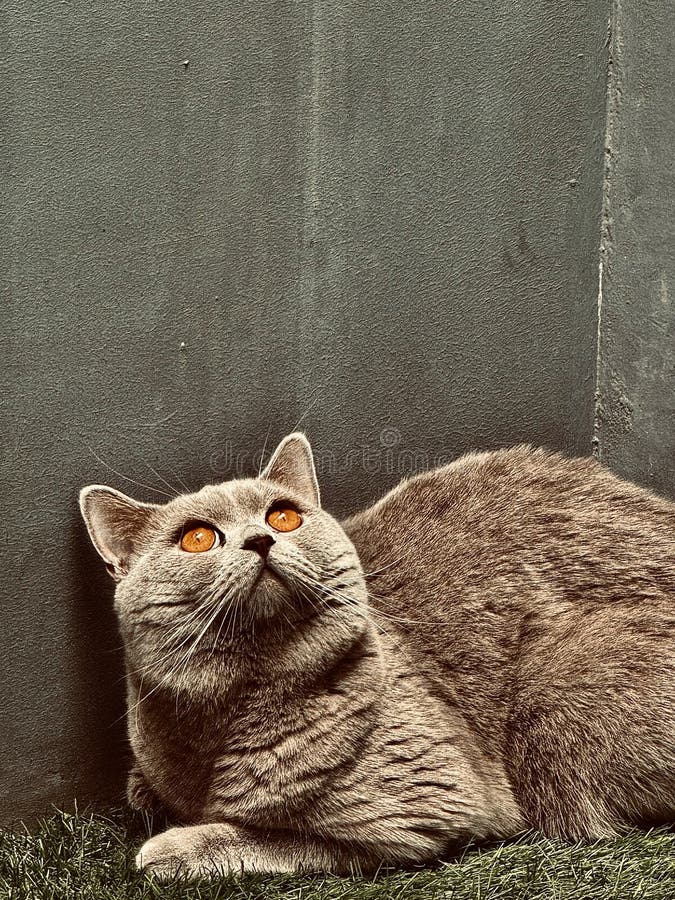 Cat with Nice Eyes Playing in the Park. Stock Photo - Image of mammal ...
