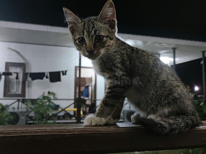 Cat at night stock photo. Image of animals, animal, night - 223987344