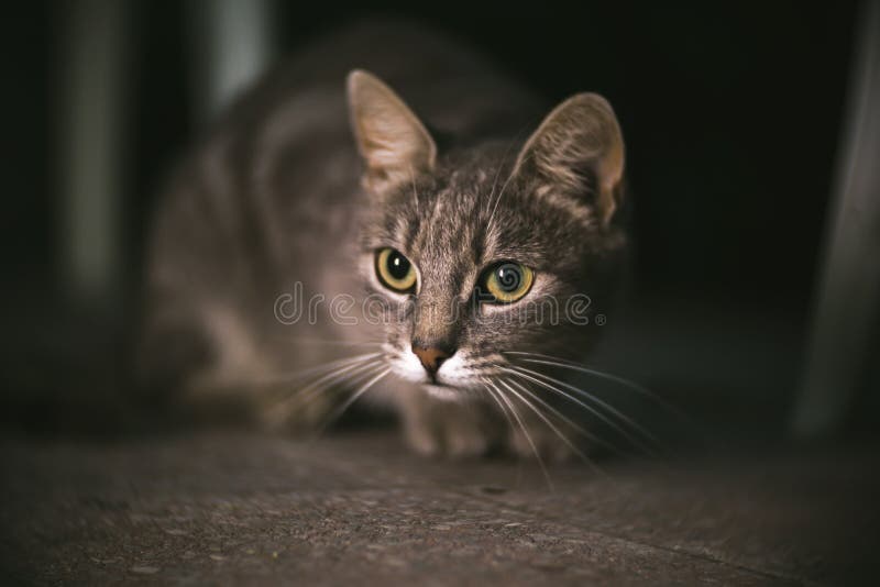 Cat at Night stock photo. Image of kittens, look, close - 100738372