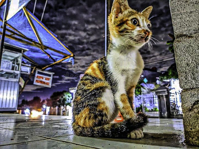 Night Animal Kucing Stock Photos - Free & Royalty-Free Stock Photos ...