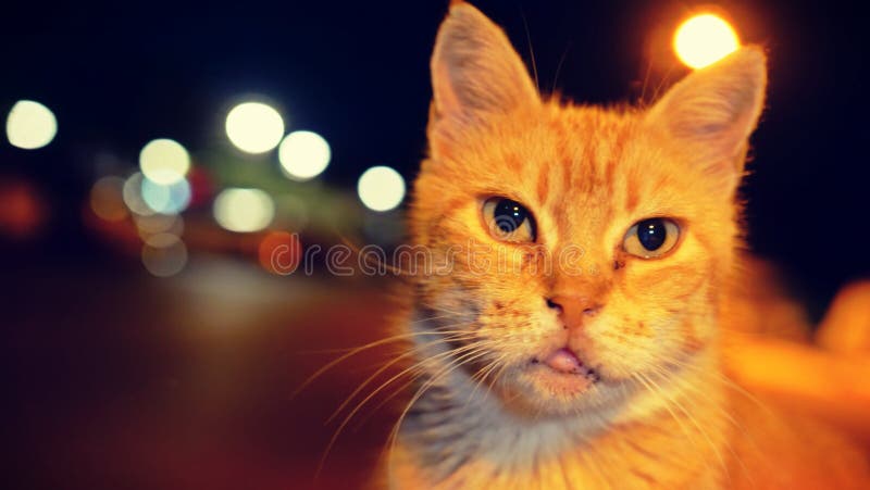 Cat in Night stock image. Image of light, pakostane, croatia - 99290927