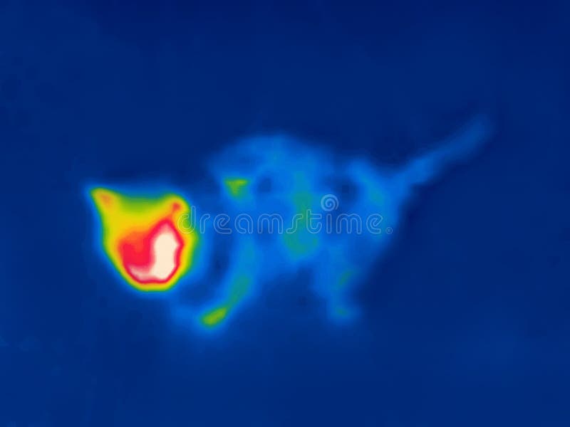Cats Infrared Imagery Stock Photos - Free & Royalty-Free Stock Photos ...