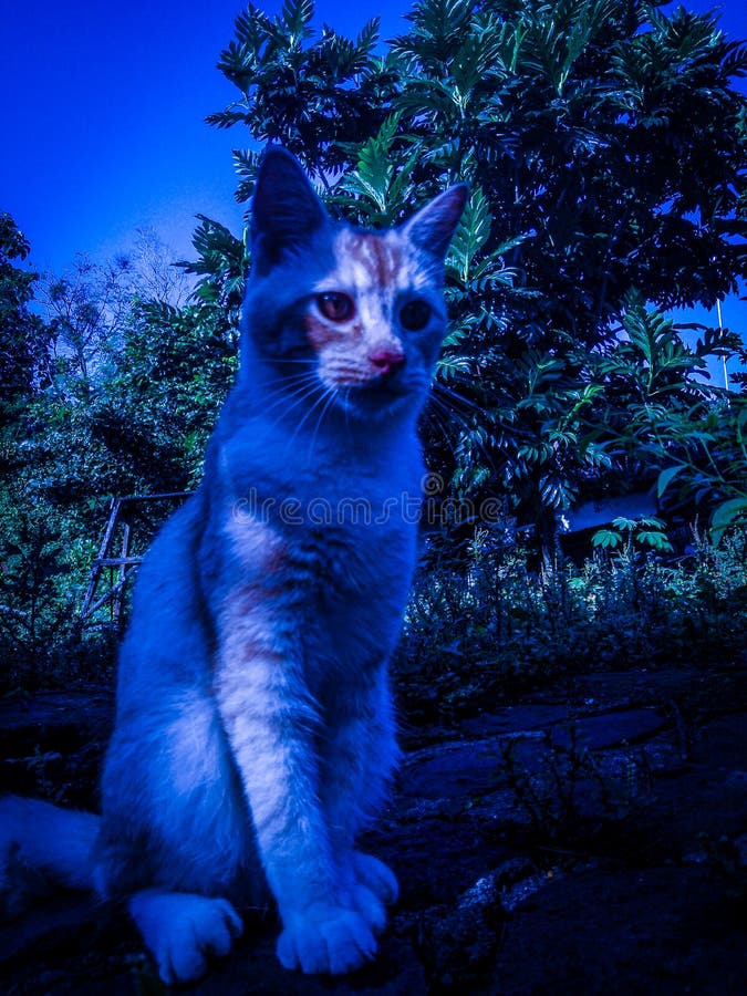 Cat at night stock photo. Image of exterior, coronation - 96994718