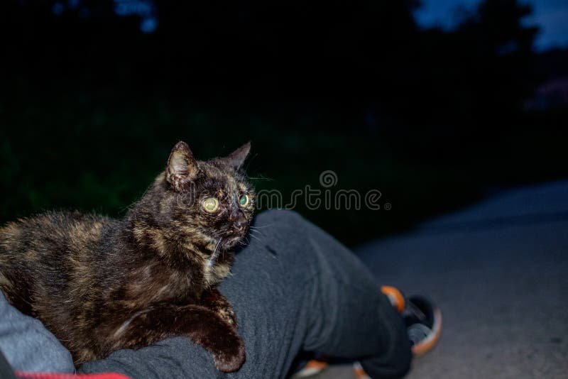 Cat at night stock photo. Image of exterior, coronation - 96994718