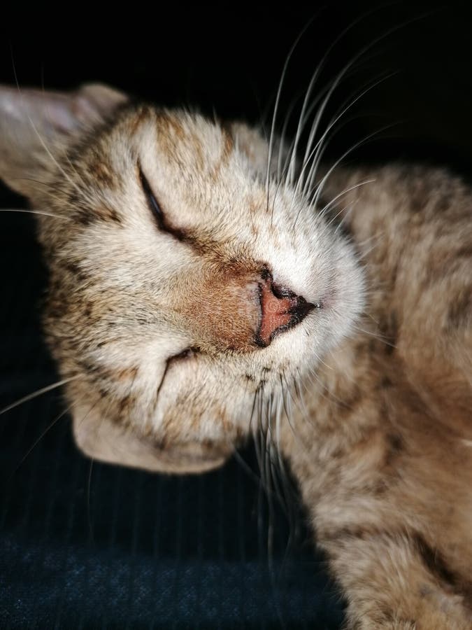 143 Cat Night Sleep Nature Stock Photos - Free & Royalty-Free Stock ...