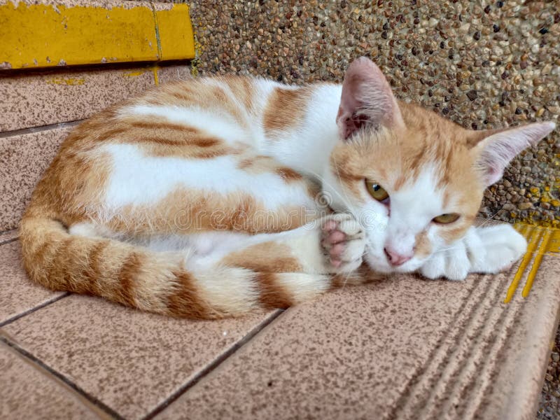 Cat no emotions to play stock image. Image of isolated - 123723187