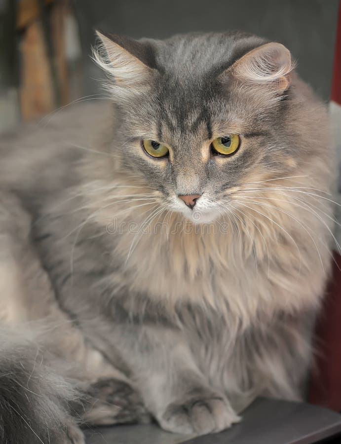 Cat Norwegian Forest stock photo. Image of grey, full - 44350306