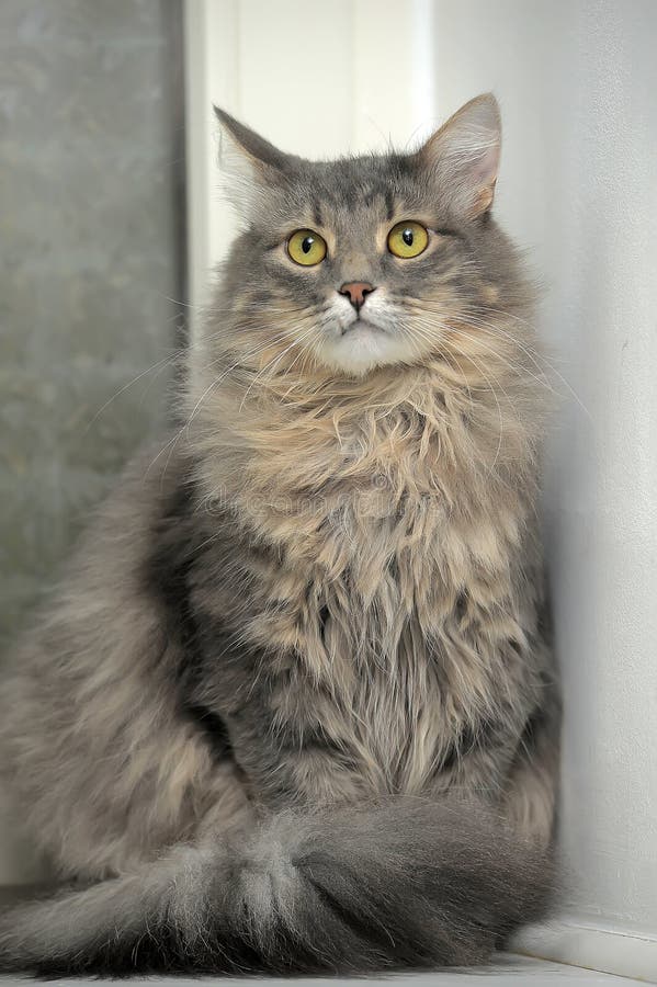 Cat Norwegian Forest stock image. Image of close, grey - 44350771