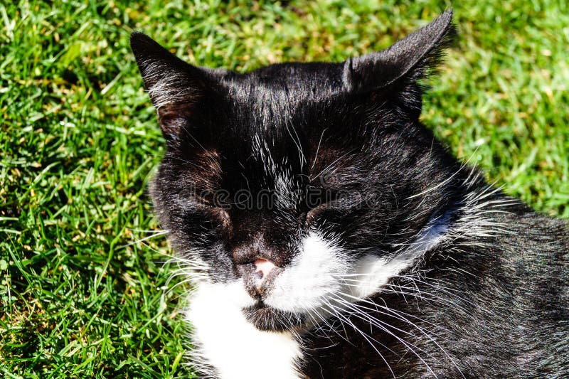 155 Cat Rhinitis Stock Photos - Free & Royalty-Free Stock Photos from ...