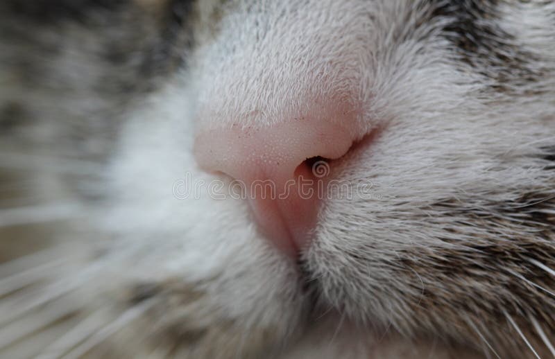 Cat nose stock photo. Image of snout, nose, mammal, close - 23903472
