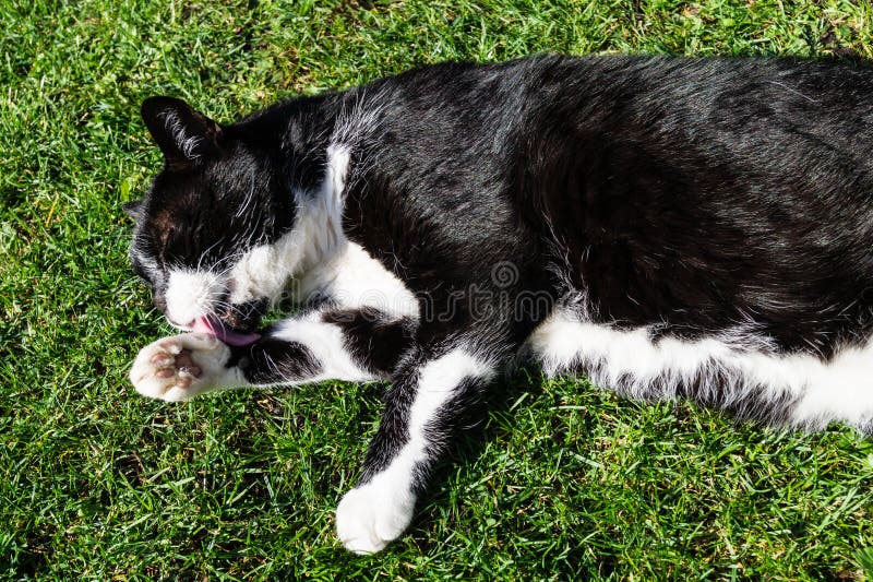 Cat without nose stock image. Image of disease, allergic - 219291943