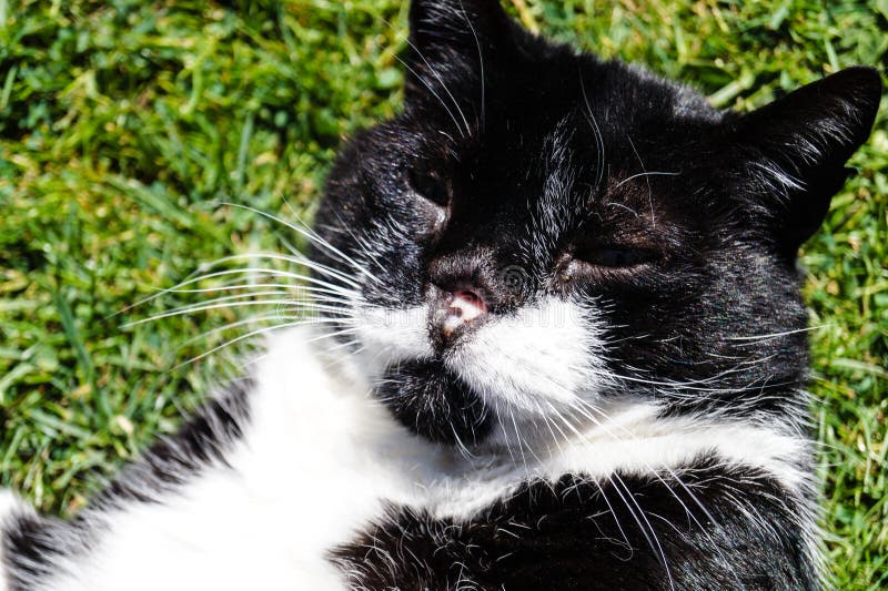 Cat without nose stock photo. Image of mammal, kitty - 219291882