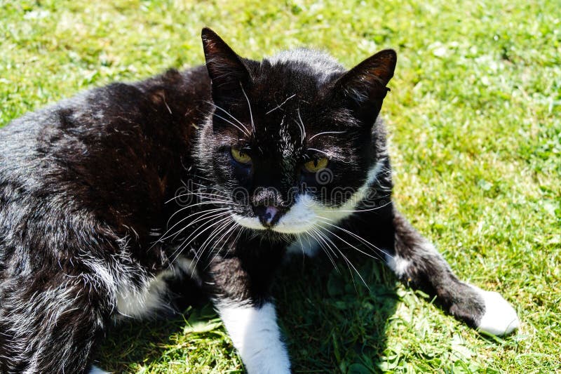 Cat without nose stock image. Image of infect, face - 219291993