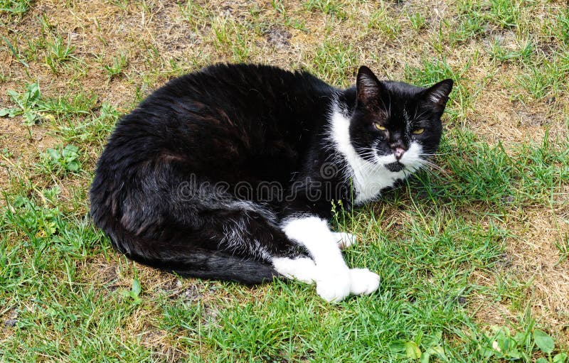 Cat without nose stock photo. Image of nose, problem - 219292014