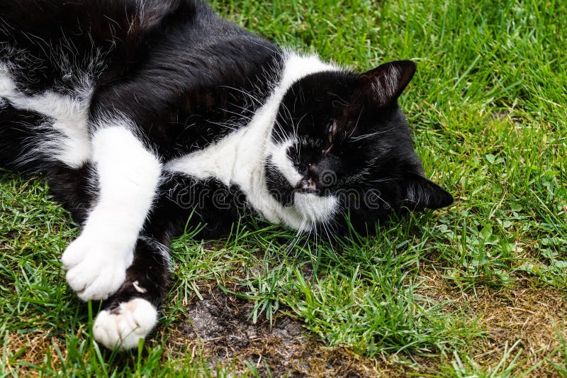 Cat without nose stock photo. Image of eyes, beautiful - 219292030