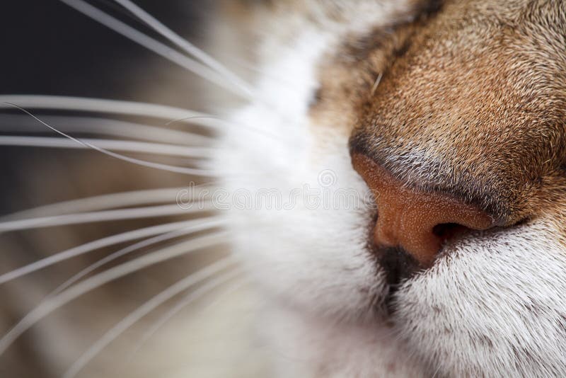Cat Nose stock image. Image of kitten, spotted, threecolored - 33129173