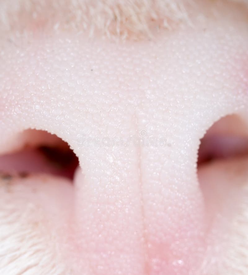 Cat nose. macro stock photo. Image of cute, young, nose - 111698810