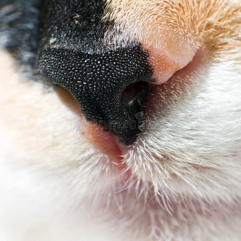 Cat nose stock image. Image of kitty, domestic, attention - 33830725