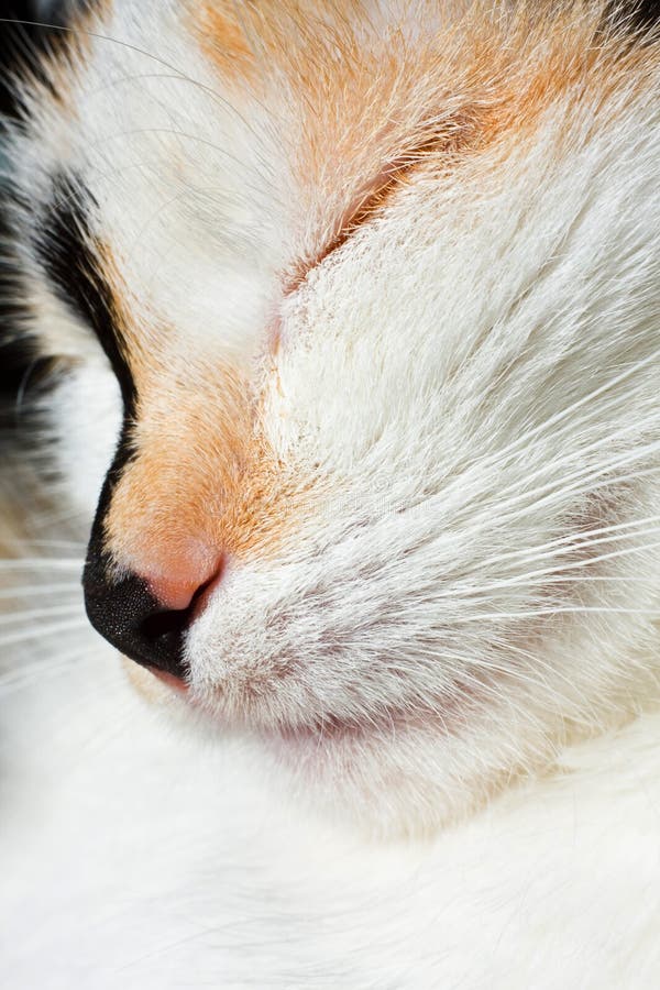Cat nose stock image. Image of attention, cute, hair - 34198275
