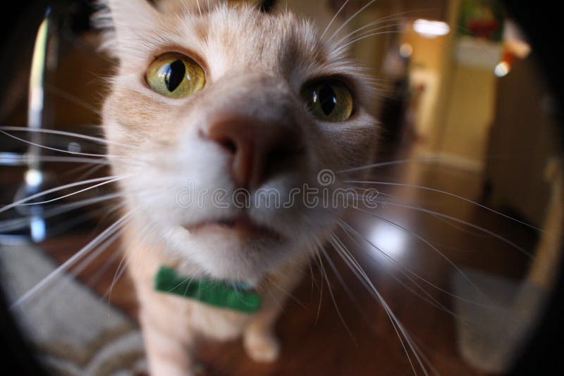 Cat nose stock photo. Image of camera, close, nose, lens - 44296716