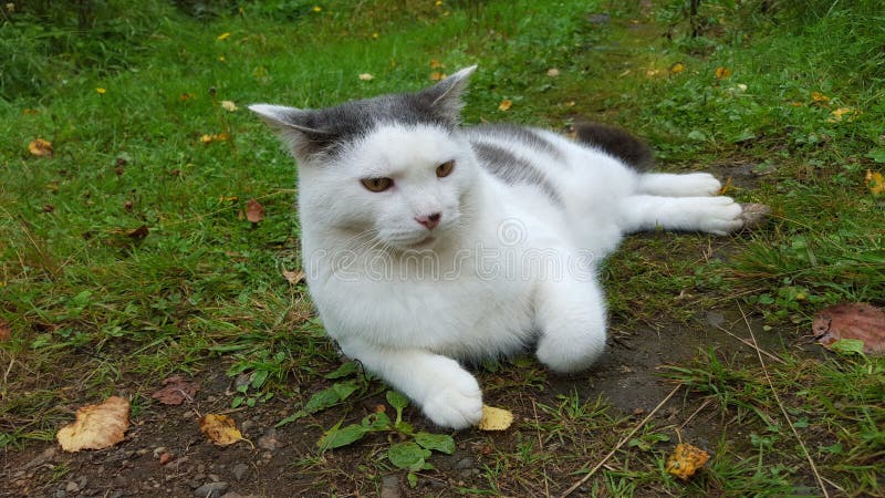 106 Amused Cat Stock Photos - Free & Royalty-Free Stock Photos from ...