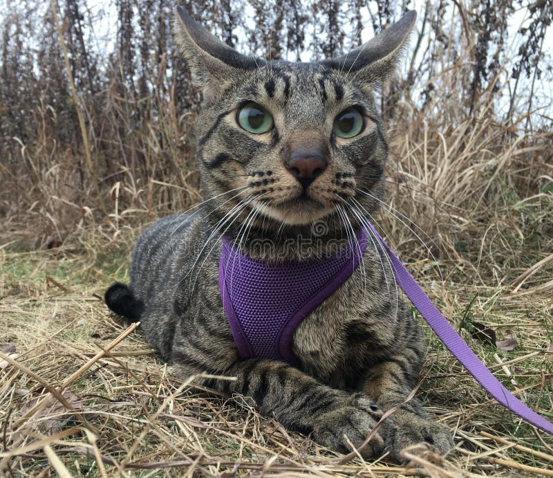 Cat in November in Staten Island in New York, NY. Stock Photo - Image ...