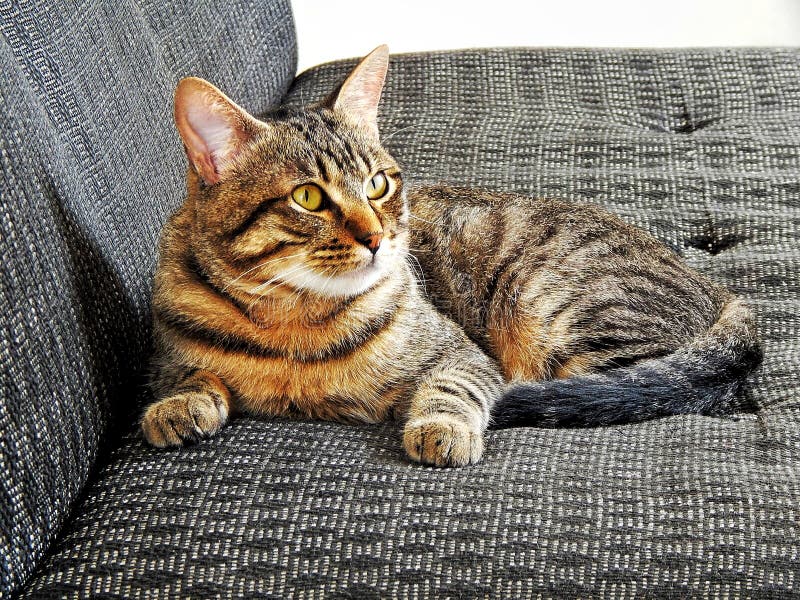 Cat in the observation tv stock image. Image of domestic - 215140909