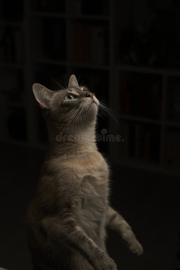 Cat seeing the light stock photo. Image of kitten, white - 284651934