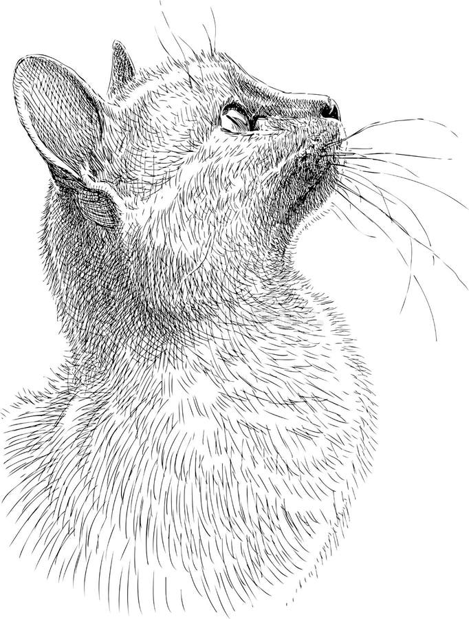 Cat observes stock vector. Illustration of hand, sketch - 53995501