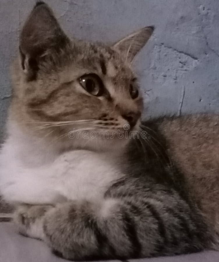 A cat is observing stock photo. Image of snout, carnivore - 221883392