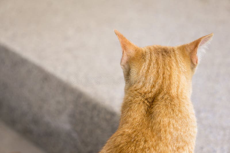 Normal Cats Stock Photos - Free & Royalty-Free Stock Photos from Dreamstime