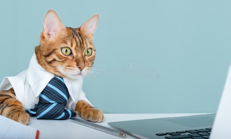 7,114 Cat Office Photos - Free & Royalty-Free Stock Photos from Dreamstime