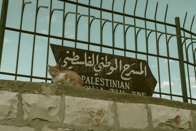 Cat in Old City in Jerusalem Editorial Photo - Image of aviv, doors ...