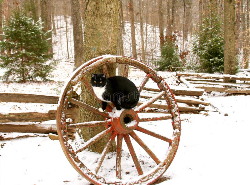 Cat on old wagon wheel stock image. Image of wagon, wheel - 1951317