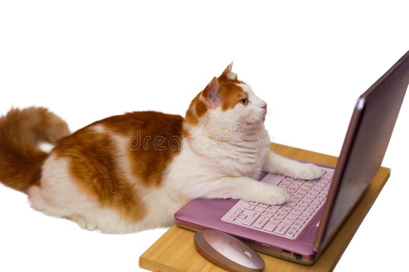 Cat online stock image. Image of currency, balance, crisis - 54684401