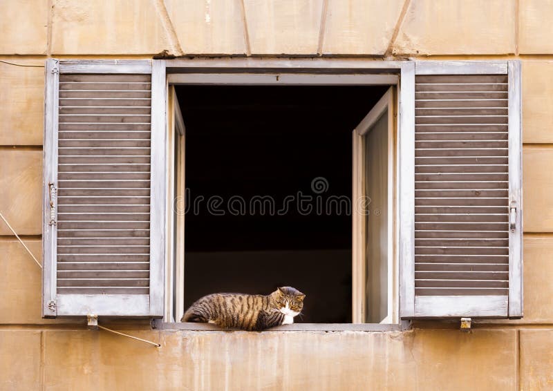 108 Cat Open Windows Stock Photos - Free & Royalty-Free Stock Photos ...