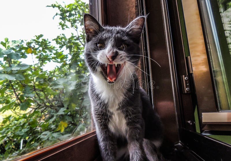 Cat with open mouth stock image. Image of garden, green - 144214919