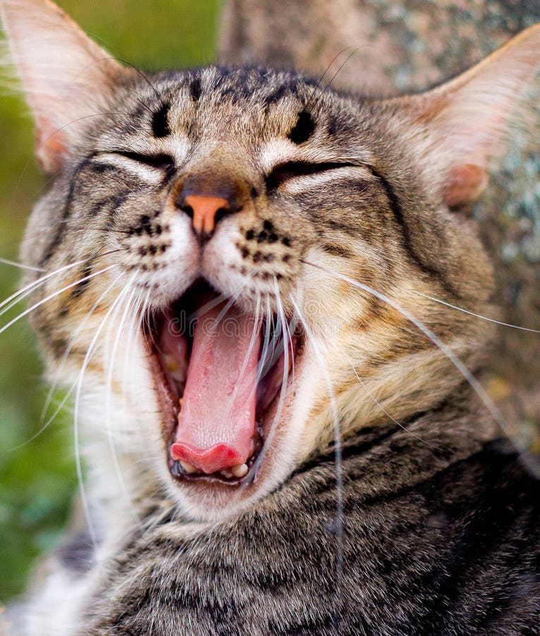 Cat with open mouth stock image. Image of tiger, wildcat - 338709591