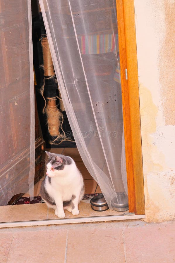 Cat on Open Window Sill, with Sheer Curtain Blowing in Wind Stock Photo ...