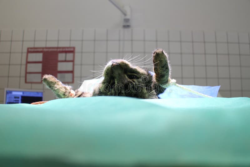 Cat on operating table stock image. Image of glove, operating - 100174541