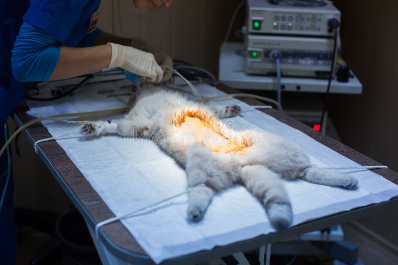 The Cat on the Operating Table in a Veterinary Clinic. Veterinarian ...
