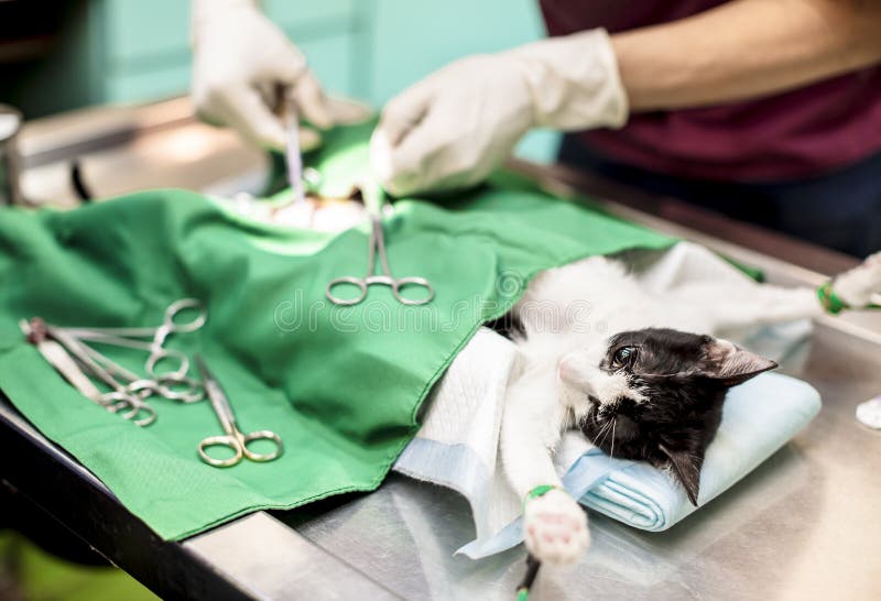 Cat on the Operating Table and Veterinary Surgery Stock Image - Image ...