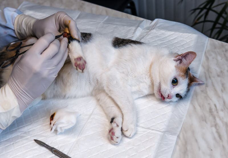 Cat on the operating table stock photo. Image of healthcare - 141648552