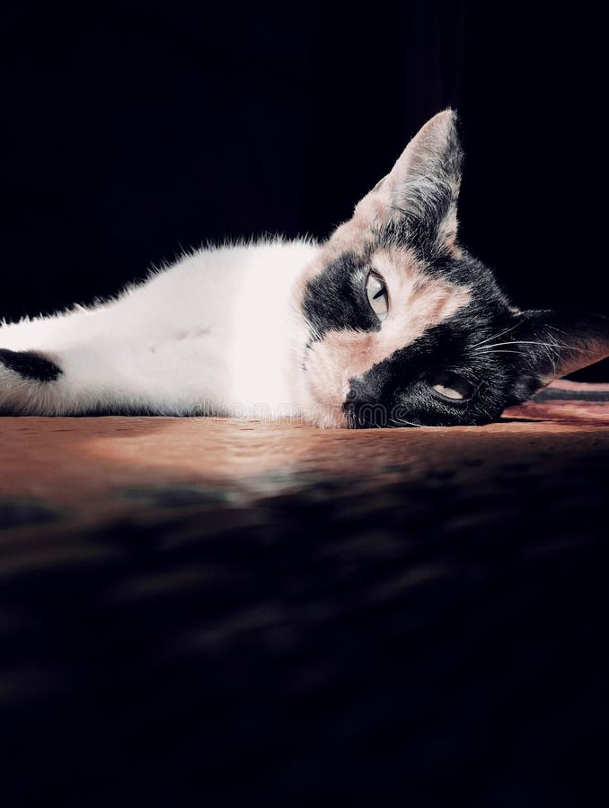 A Cat with Orange and Black Colors that are Perfectly Divided on Its ...