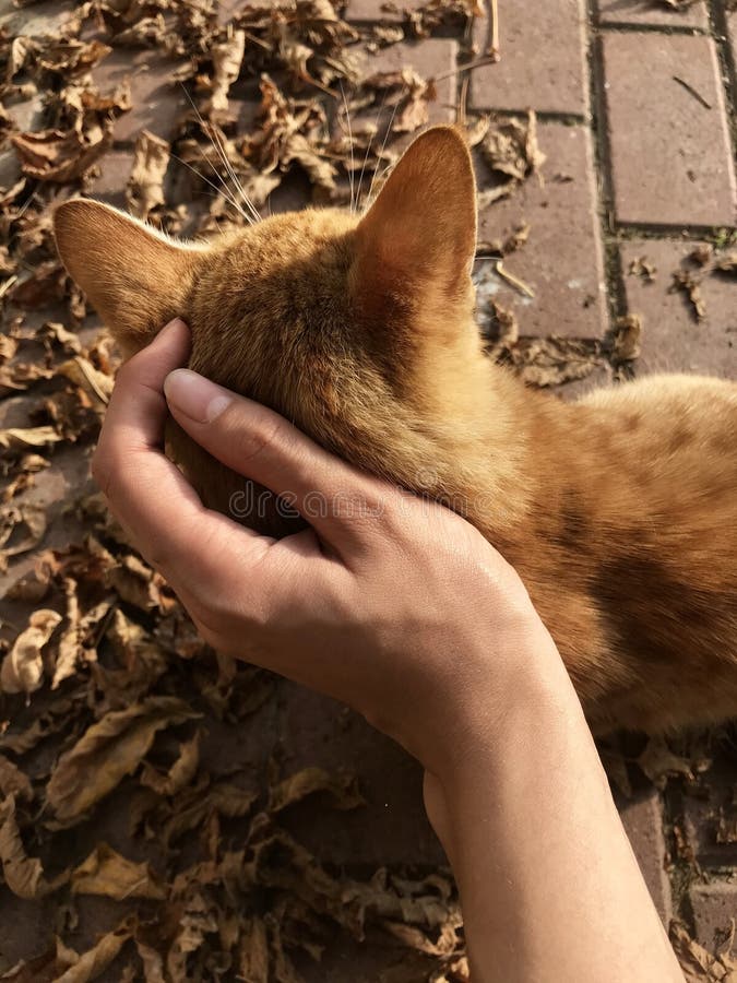 Cat stock image. Image of cats, orange, hand, fall - 214678331