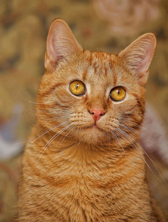 Cat with orange eyes stock image. Image of closeup, kitten - 52223407