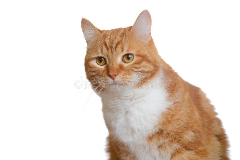 Fat Orange Tabby Cat Standing and Begging Stock Photo - Image of ...
