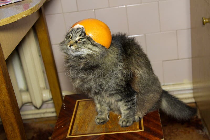 A Cat with an Orange on Its Head Sitting on a Table Stock Photo - Image ...