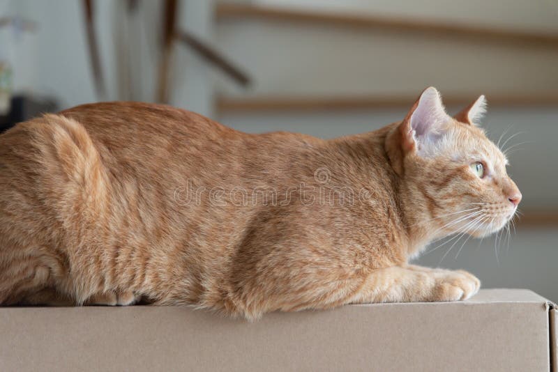 Cat orange looking outside stock photo. Image of orange - 126732082